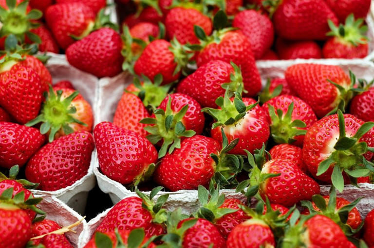 Here’s where you can go strawberry picking in the Rochester area
