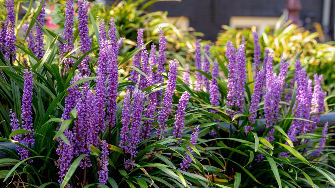 10 Plants That Landscapers Push But Homeowners Regret