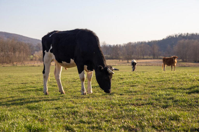 Expert warns of invasive Asian longhorned tick that can make cattle sick