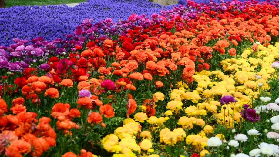 7 Rainbow Garden Design Ideas: What to Plant for Pride