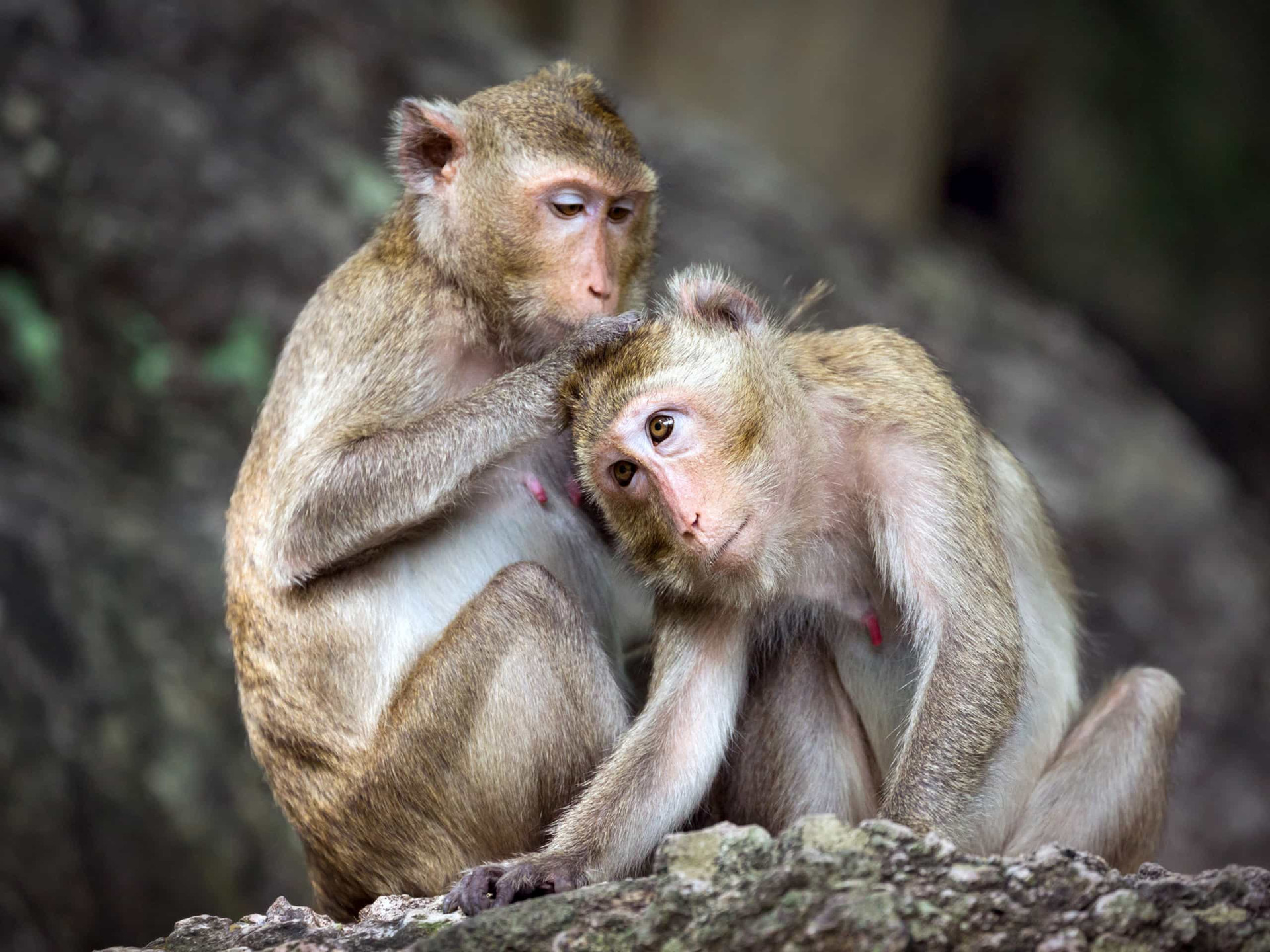 ¿Por qué necesitamos el contacto humano?