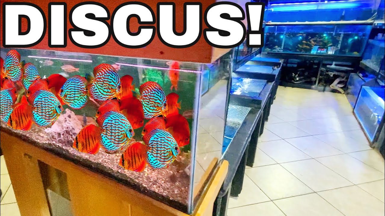 Touring a Tropical Fish Market Full of Hidden Gems