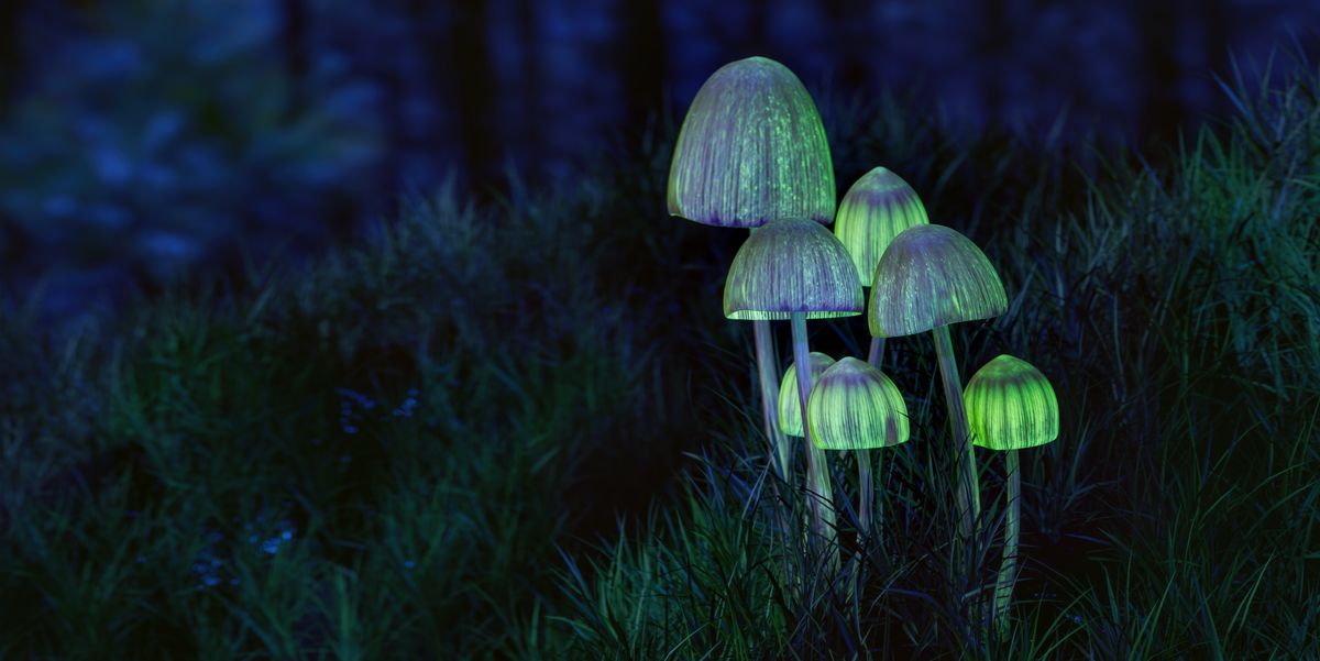 Scientists Finally Found the Psychedelic Source of LSD