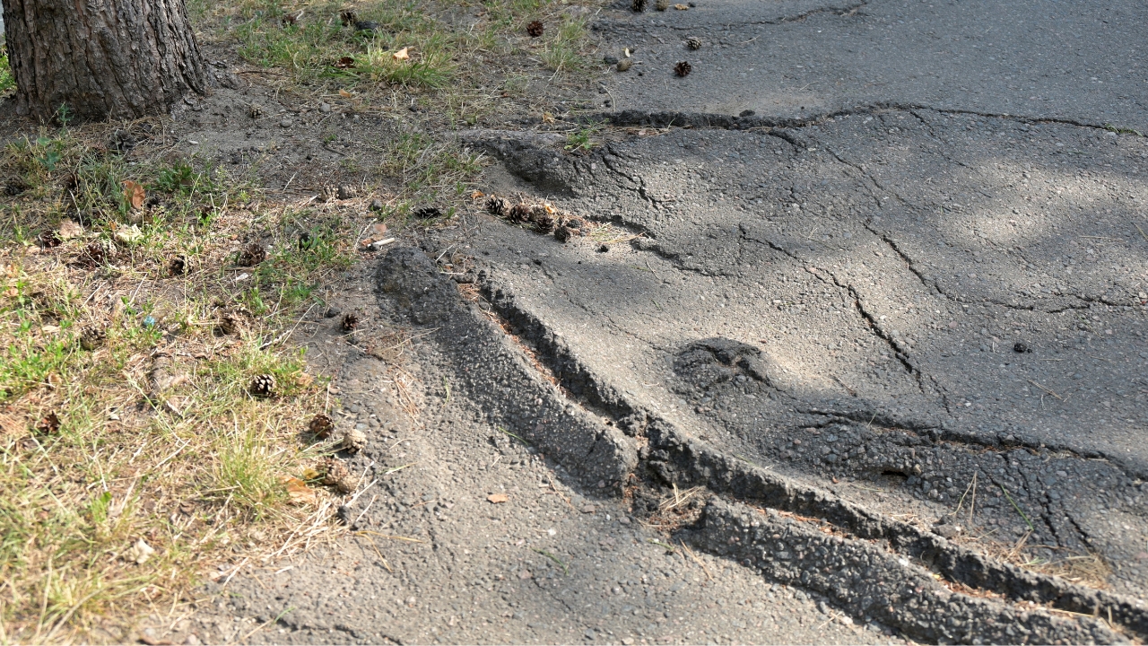 10 Popular Trees That Destroy Sidewalks and Foundations