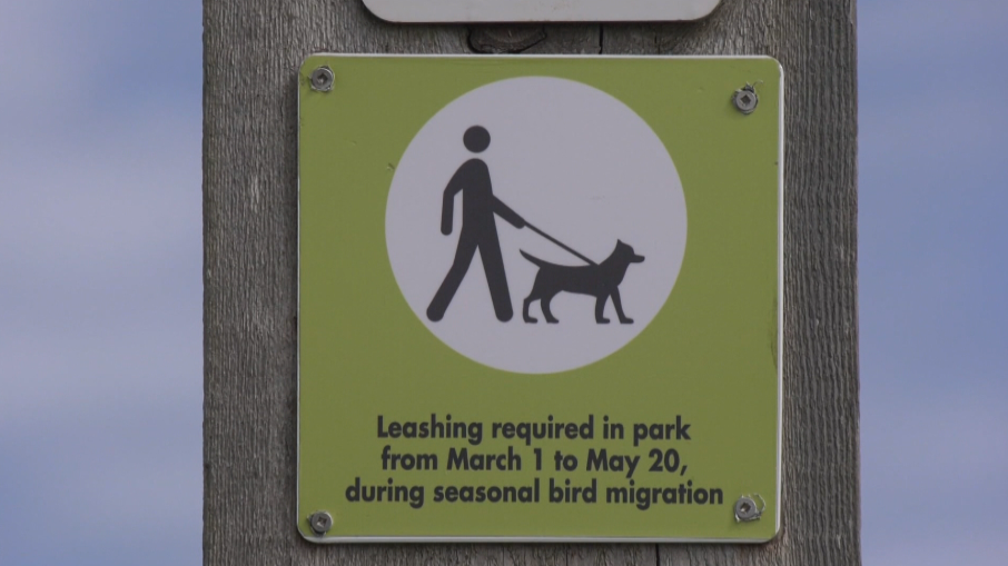 Calls to keep dogs on leash after death of river otter on Vancouver Island