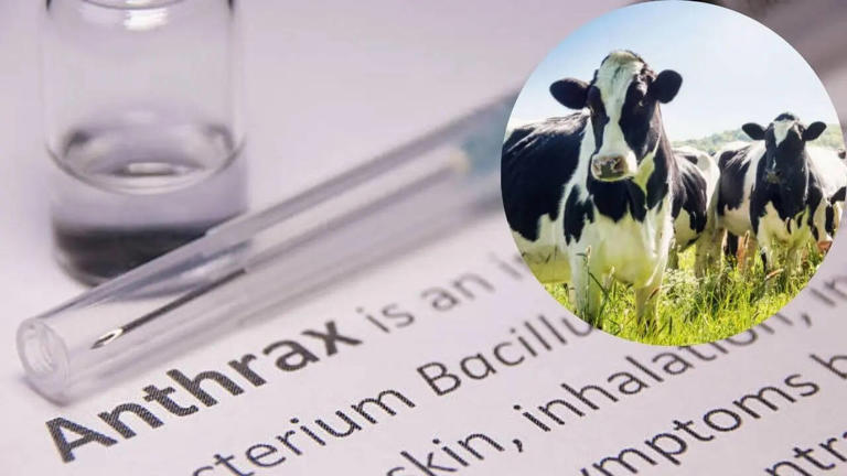 Major Anthrax Outbreak at Thailand’s Tourist Spot Leaves One Dead and ...