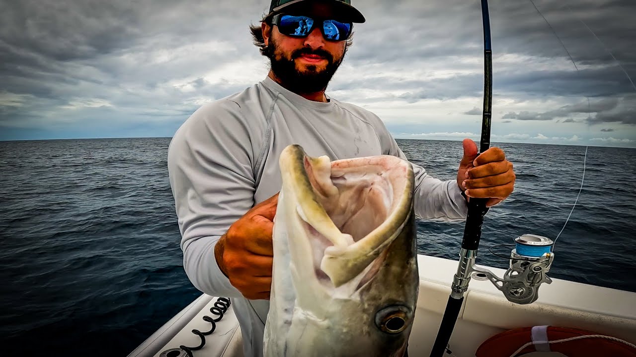 Extreme cobia fishing turns into shark chaos