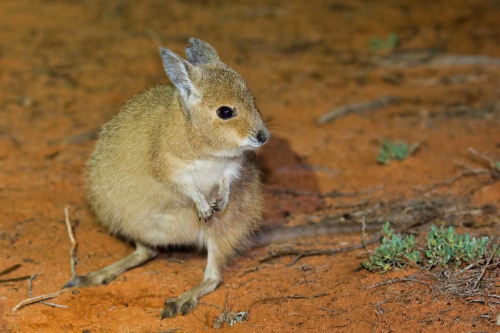 This Tiny Wallaby Disappeared, Reappeared, and Is Still on the Edge: 8 Reasons Why