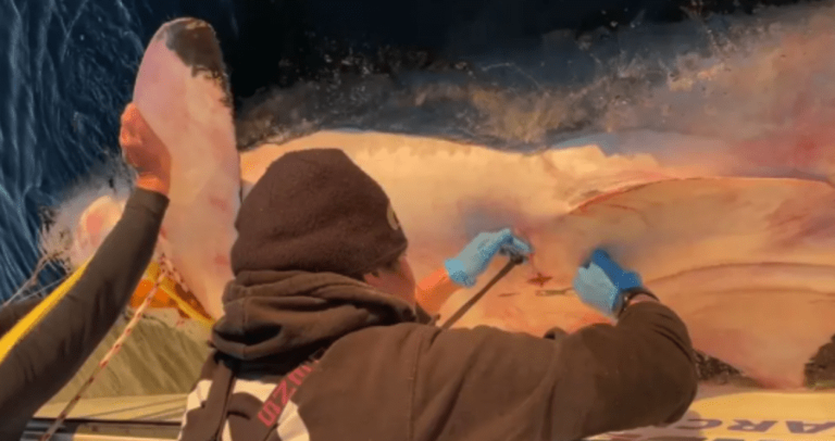 Biggest male great white shark ever recorded in Atlantic resurfaces ...