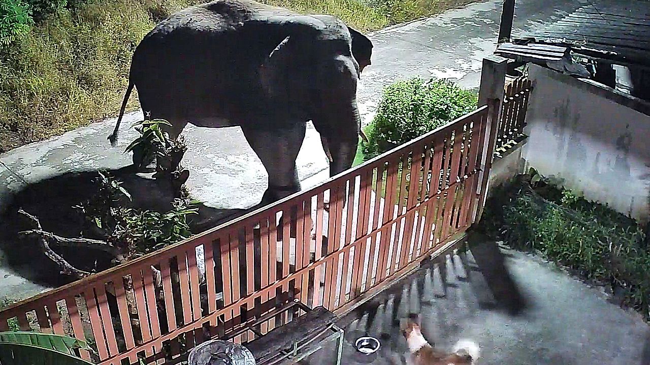 Brave pet dogs try to protect home from angry wild elephant