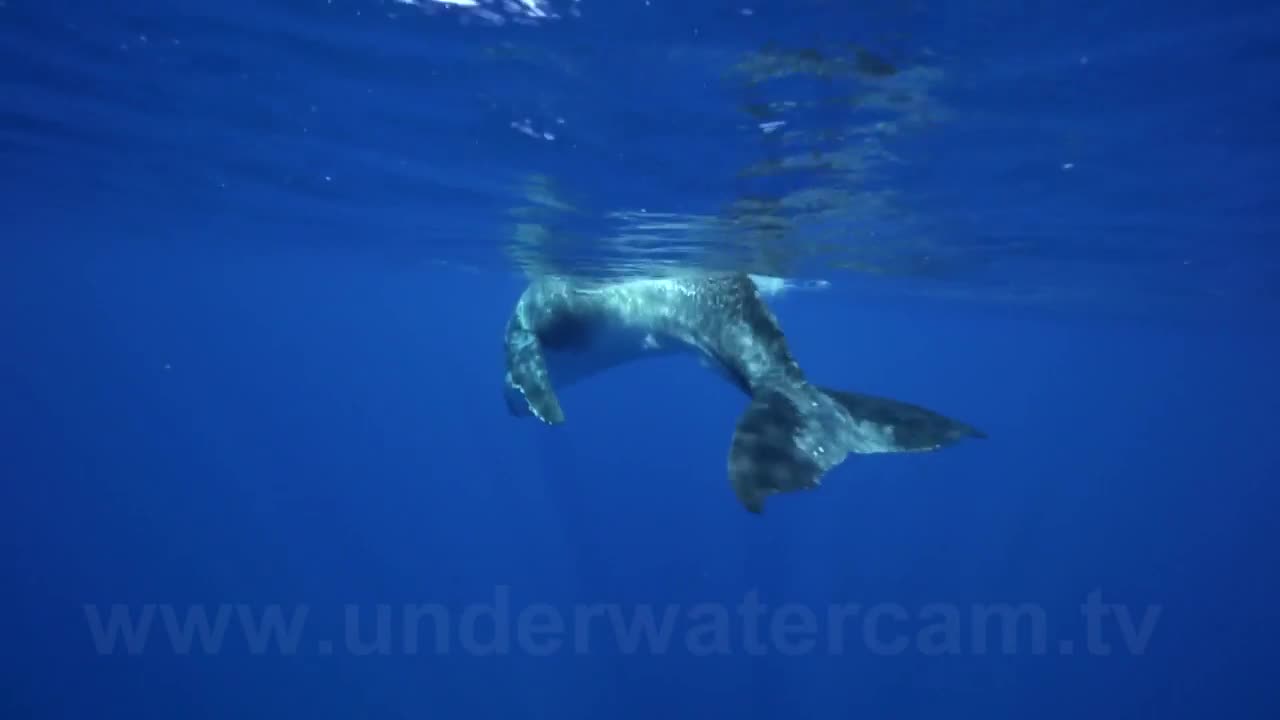 A Whale Meditation - We Swim Together - With the sounds of amazing ...