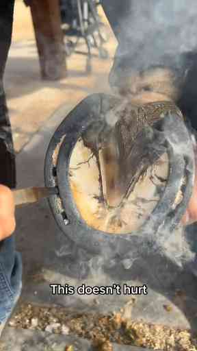 Farrier Skills in Action
