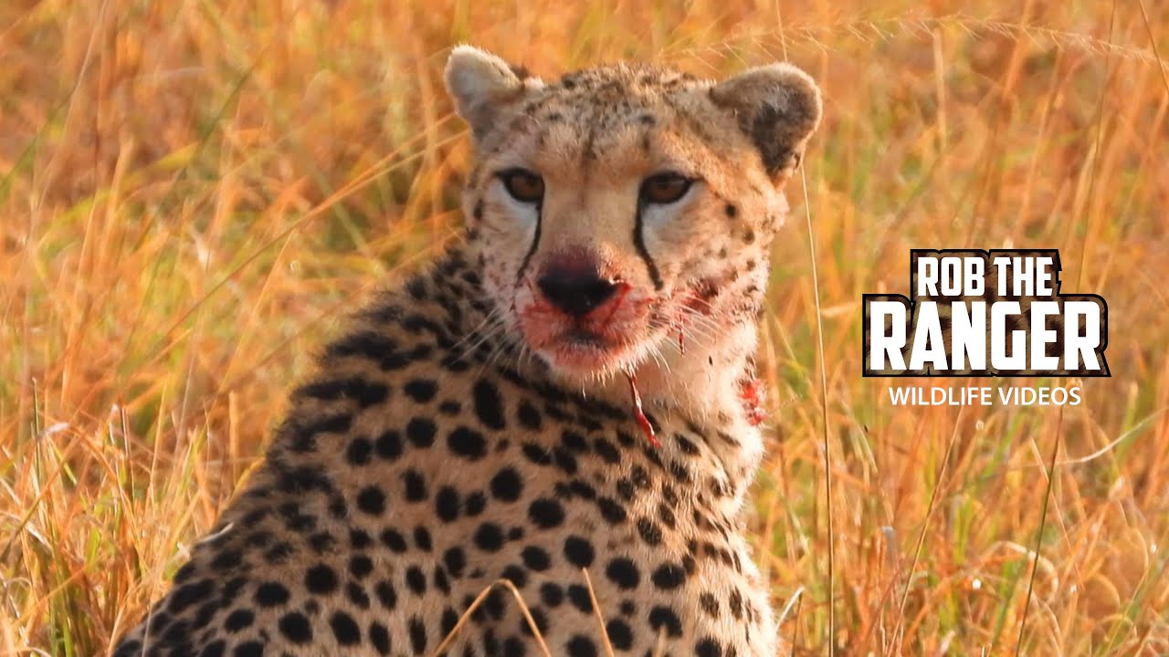 Cheetah Family Hunts Together in Maasai Mara Safari