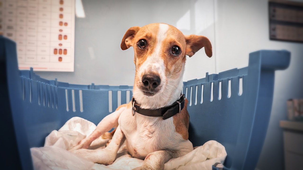 This Dog with Two Broken Legs Finally Feels Loved