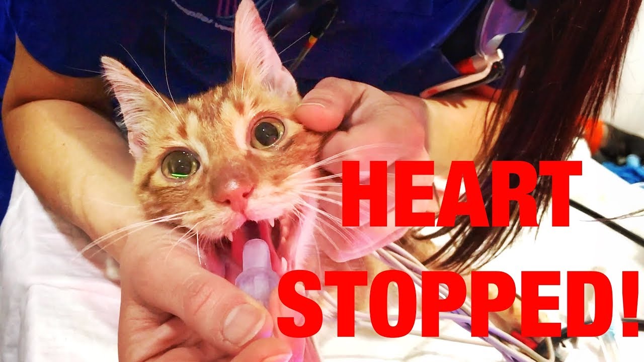 His Heart Stopped for 5 Minutes!