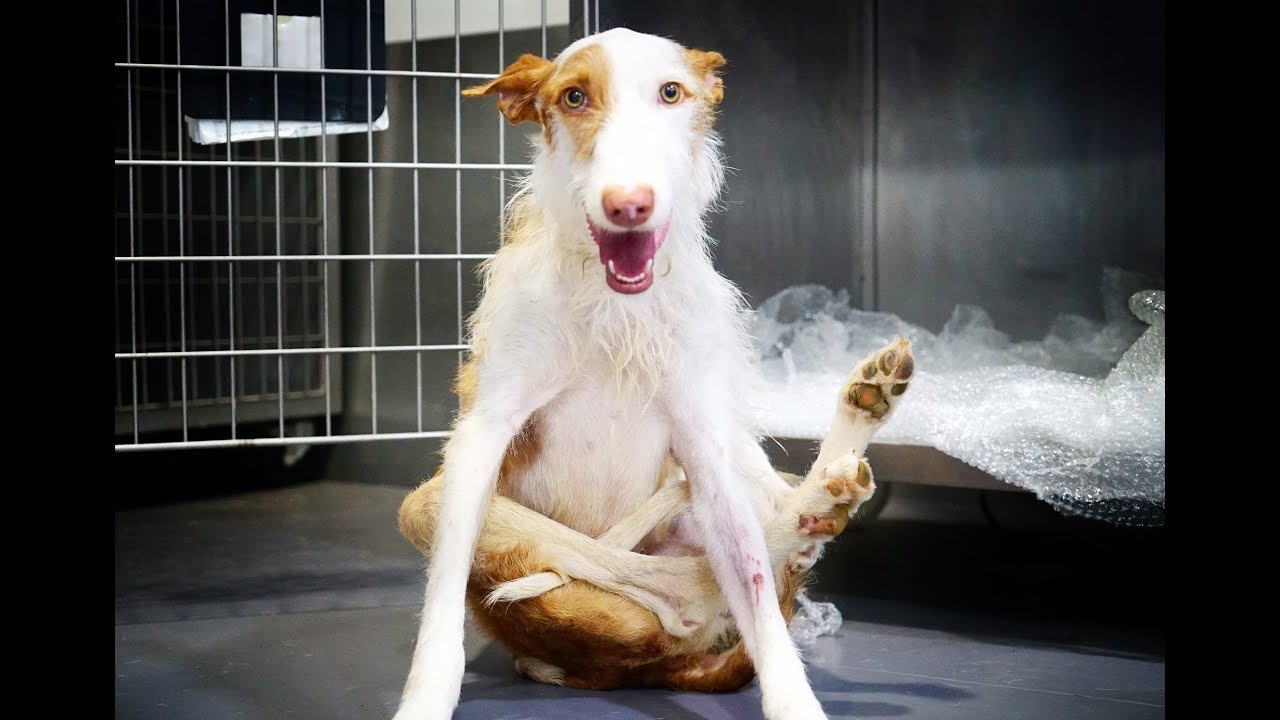 Dog with broken back is learning to walk again