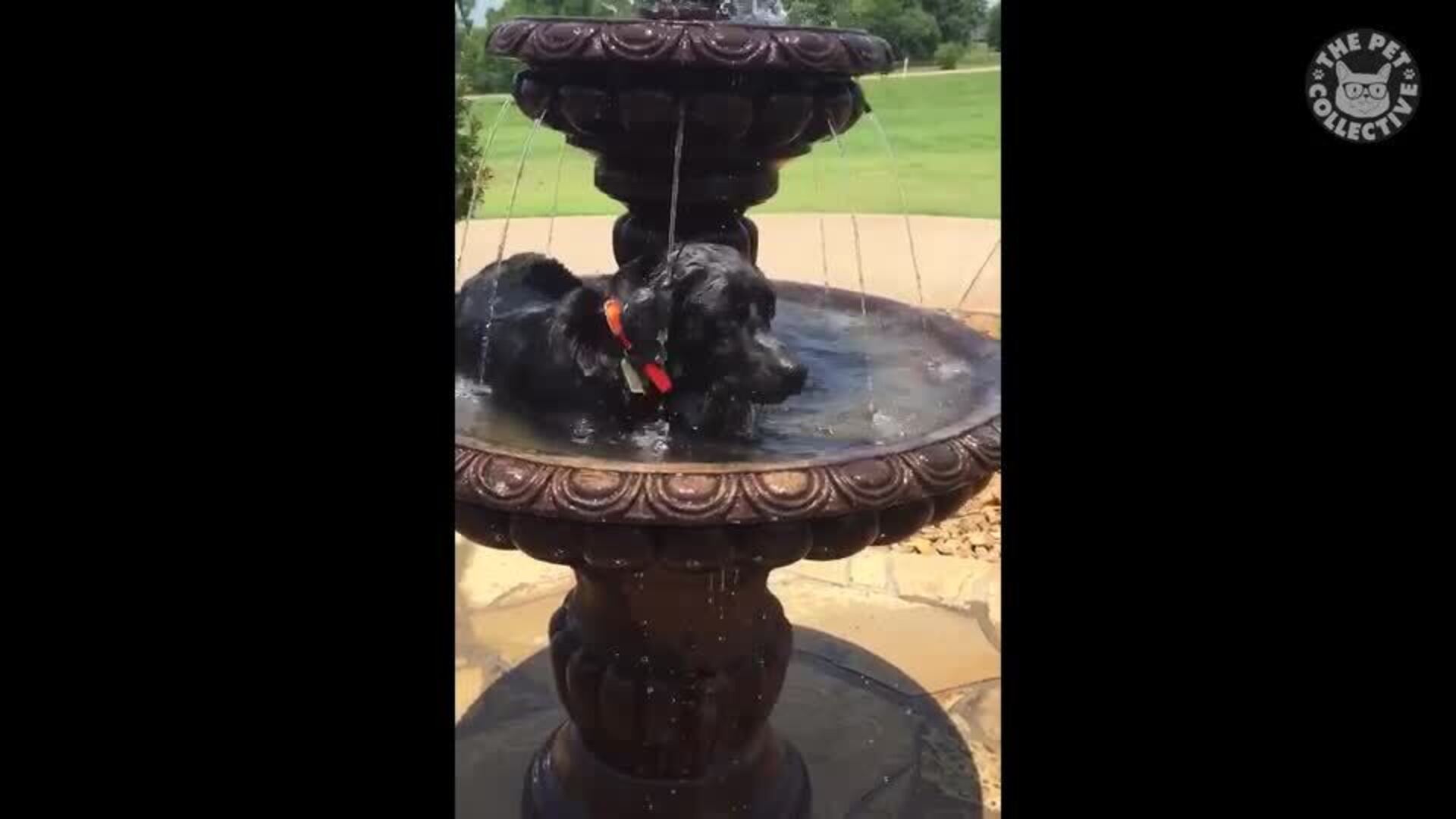 Goofy Dogs Video Compilation
