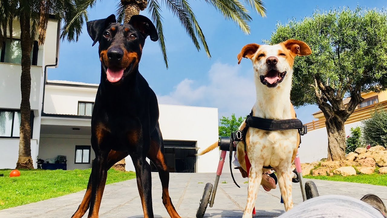 These two dogs were abused and left for dead... Look at them now!