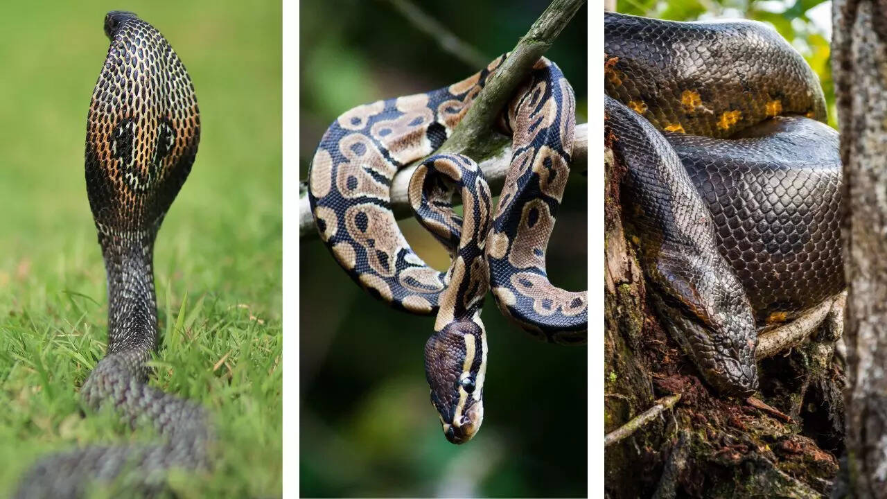 King Cobra vs Python vs Anaconda: Which is more dangerous