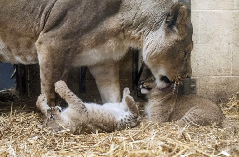 Lion cubs born in April finally ready for their close-up