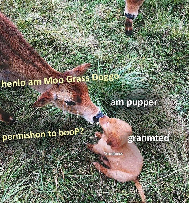 24 Doggo Memes That Smell Like The Freedom of Friday