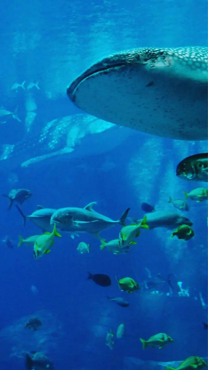 Fish lover’s dream: 8 incredible aquariums from around the world
