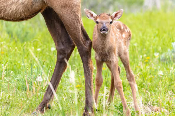 Baby animals come out to play at Yellowstone National Park – but don’t ...
