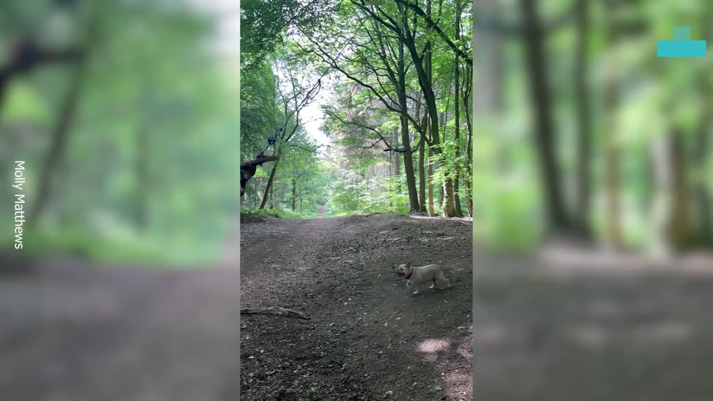 Dog Lives His Best Life Swinging Around a Tree Like Tarzan
