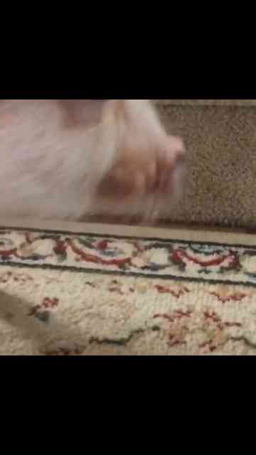 Snout and About: Adventures of a Tiny Piglet