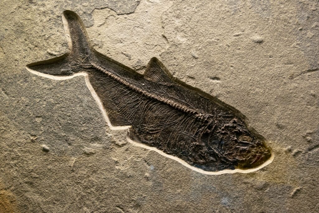 12 Species We Only Know About From A Single Fossil (And Why That’s A ...