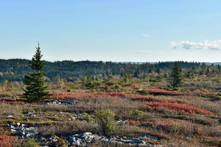 New Dobbin Slashings Preserve in West Virginia is open to the public