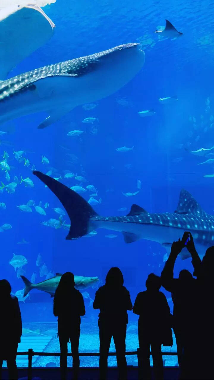 Fish lover’s dream: 8 incredible aquariums from around the world