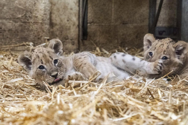 Lion cubs born in April finally ready for their close-up