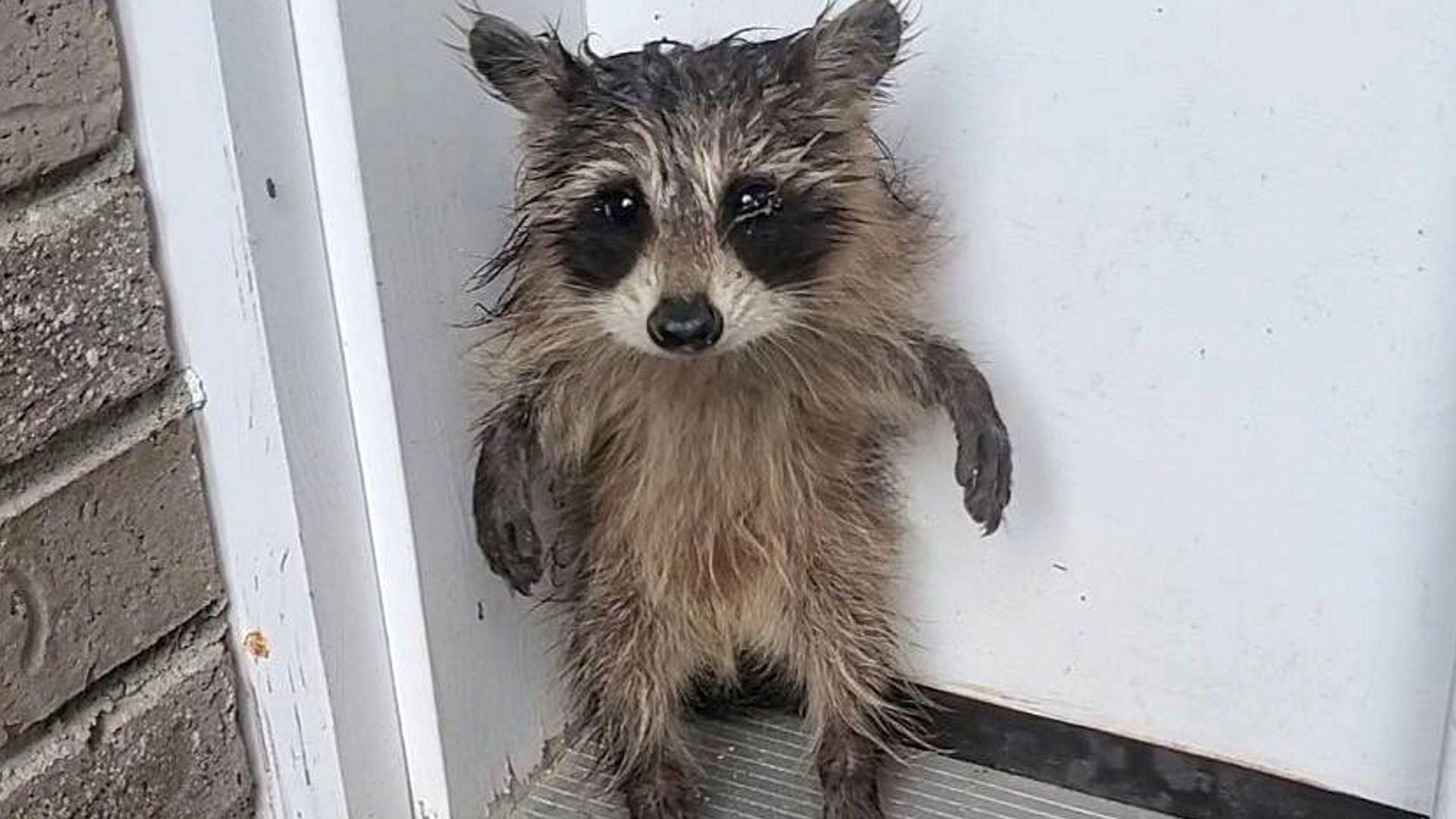 Wet baby raccoon waits at homeowner's door for help after storm