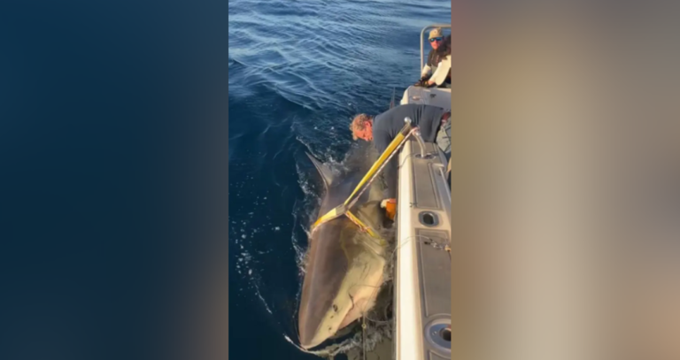 Biggest male great white shark ever recorded in Atlantic resurfaces ...