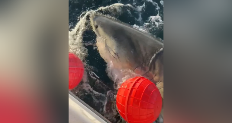 Biggest male great white shark ever recorded in Atlantic resurfaces ...