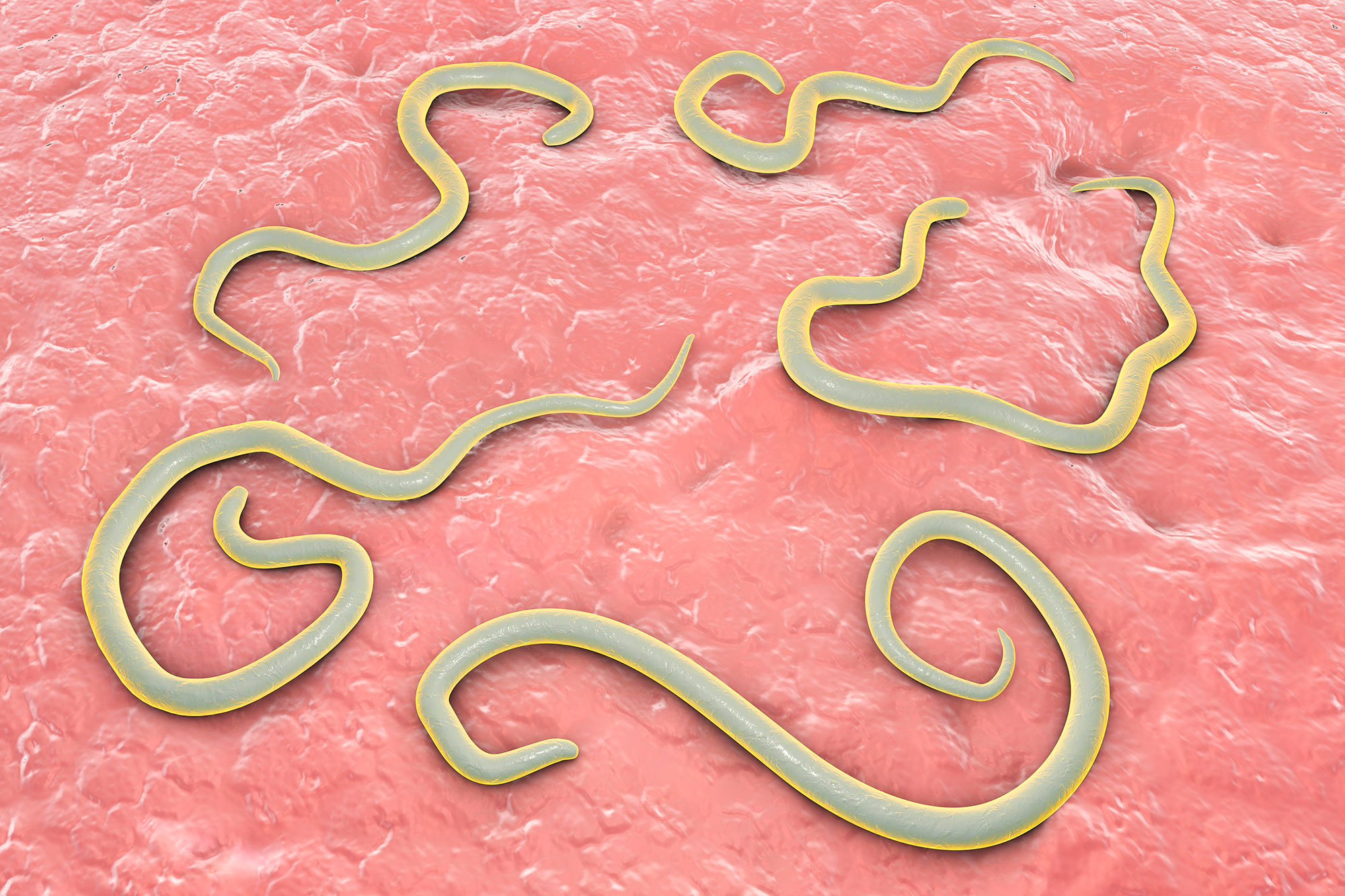 How Worm-Inspired Treatments Are Inching Their Way Toward the Clinic