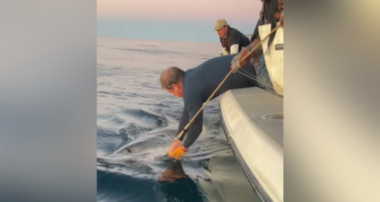 Biggest male great white shark ever recorded in Atlantic resurfaces ...