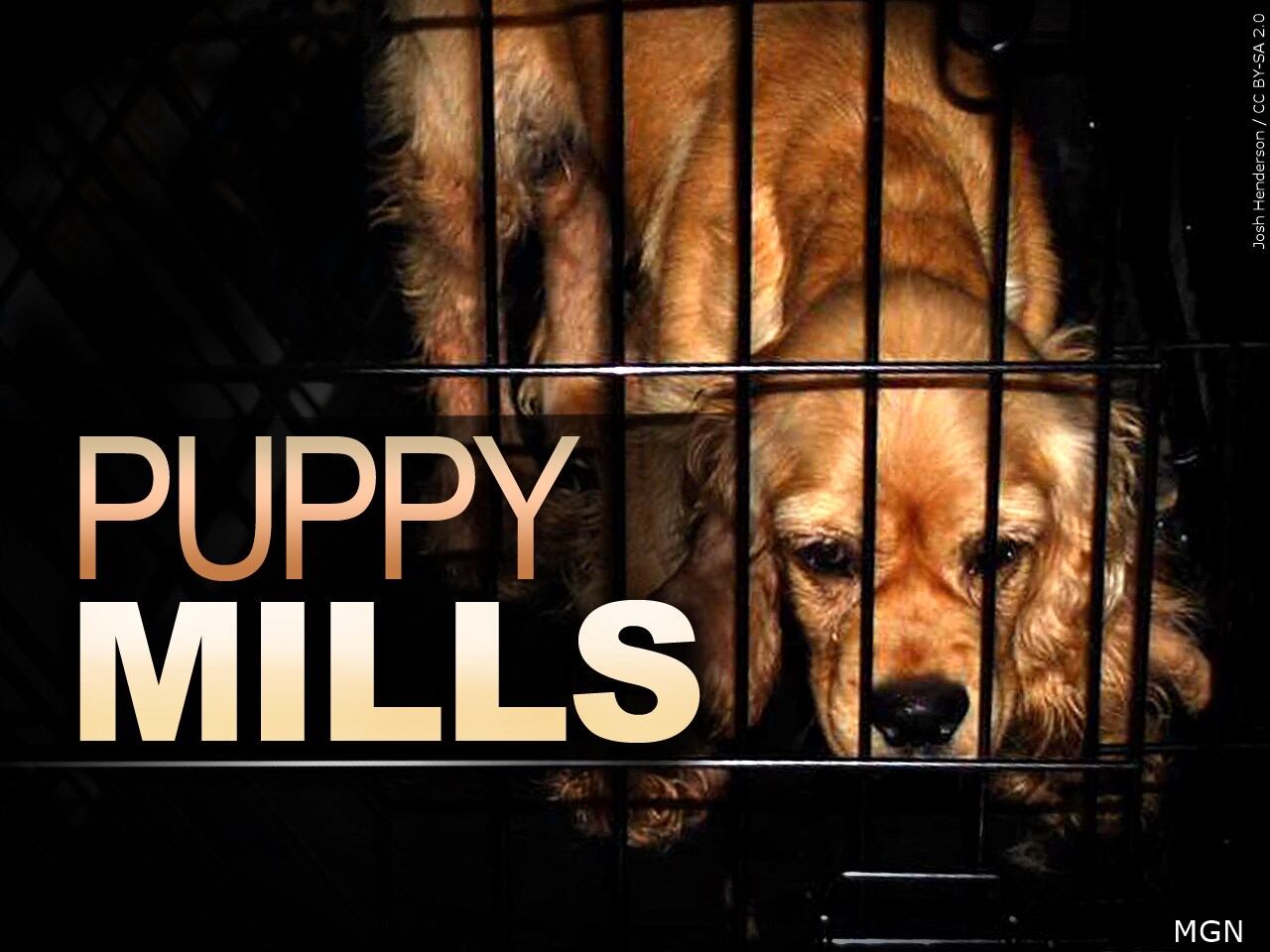 Lawsuit over Iowa puppy mill licensing stalling in federal court