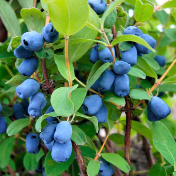 How to grow honeyberry plants for nutritious fruits and cold-hardy ...