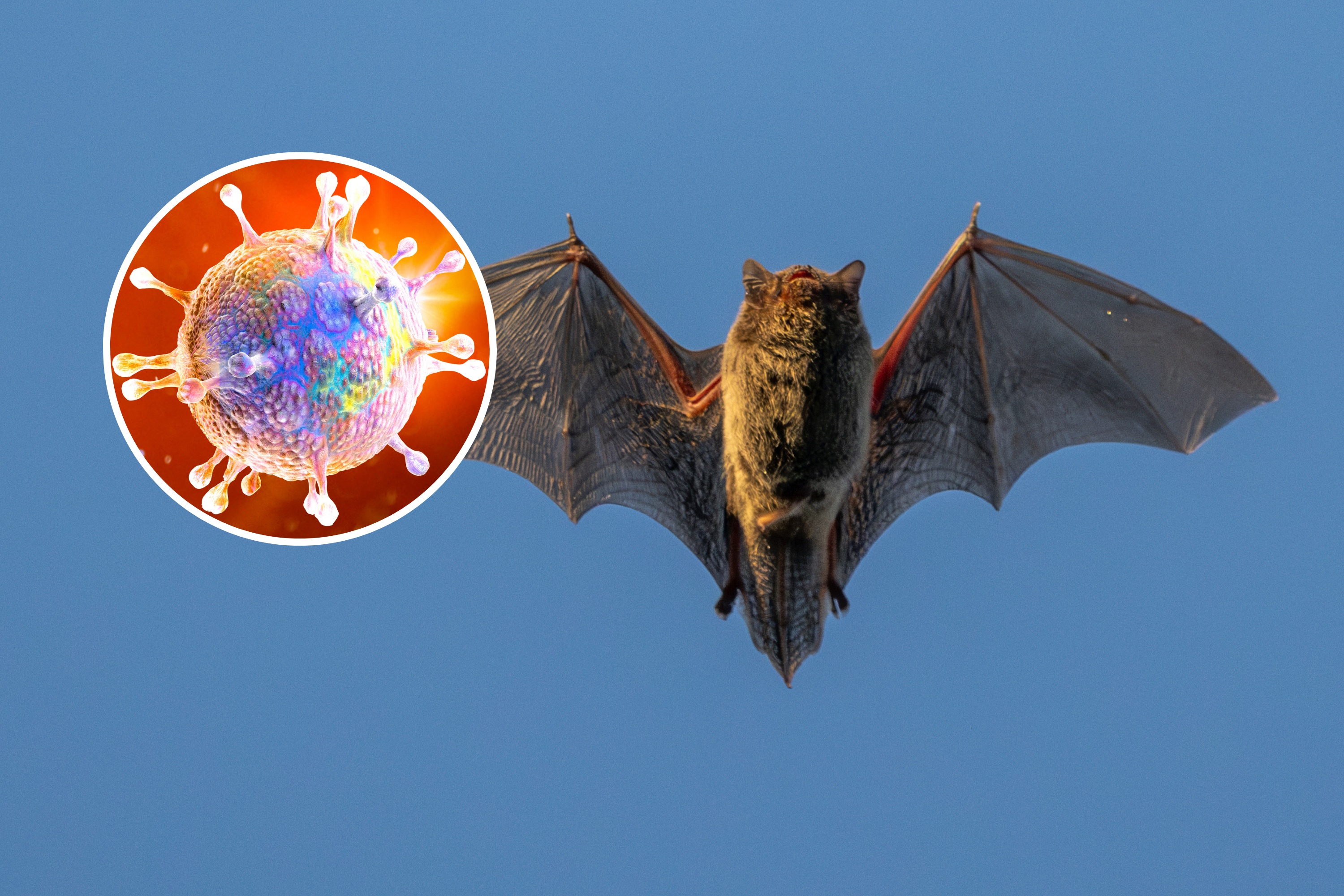 Overlooked bat viruses may be "small step" from causing next pandemic
