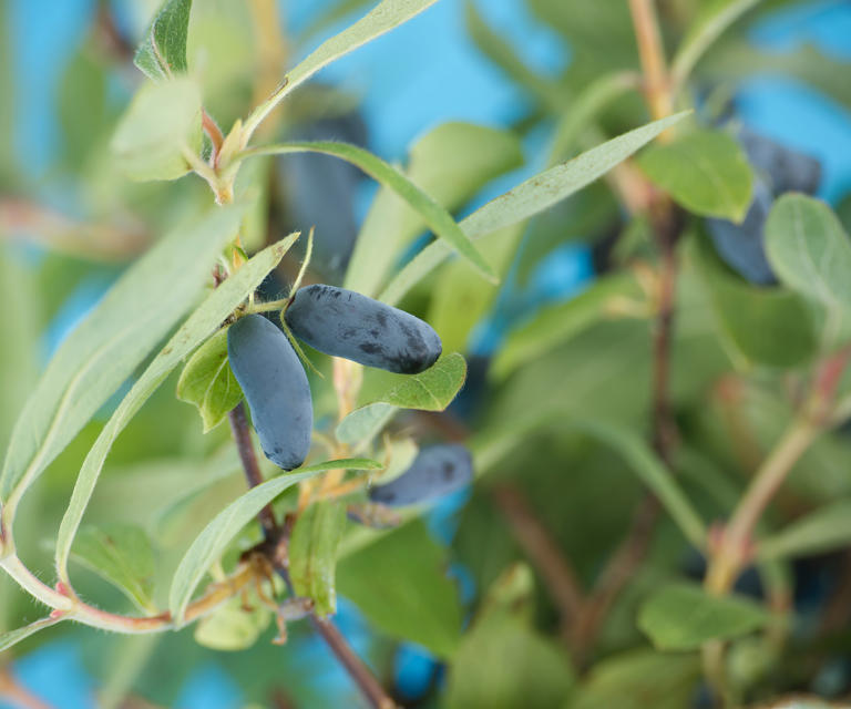 Expert growers give their recommendations for unusual fruits to grow