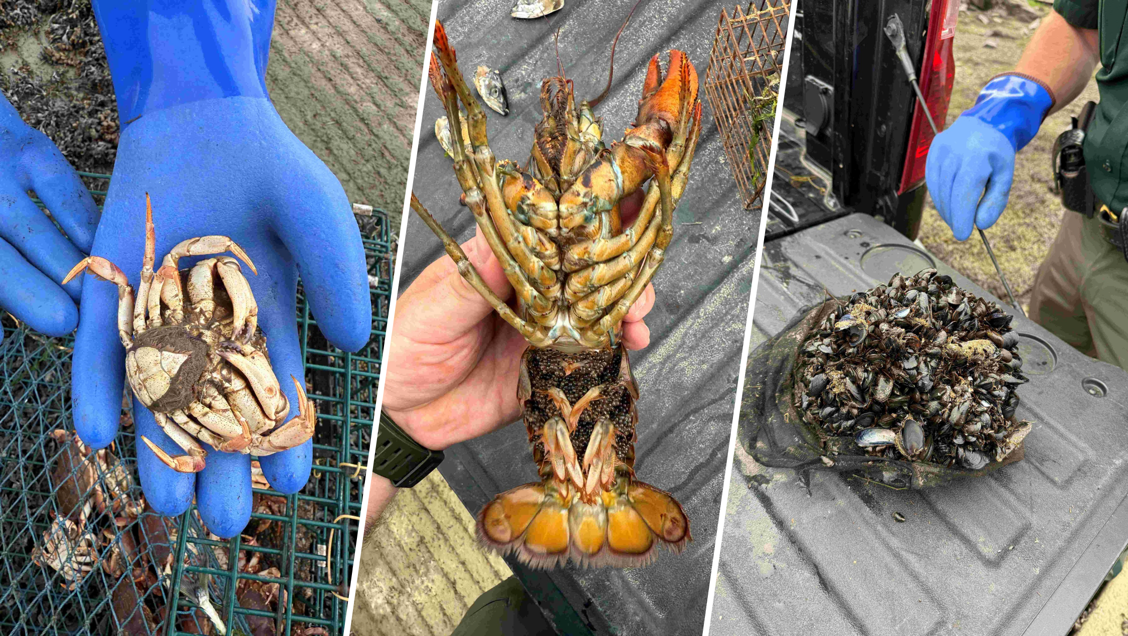 Ship's captain arrested in NH for illegally poaching lobster, crab, mussels