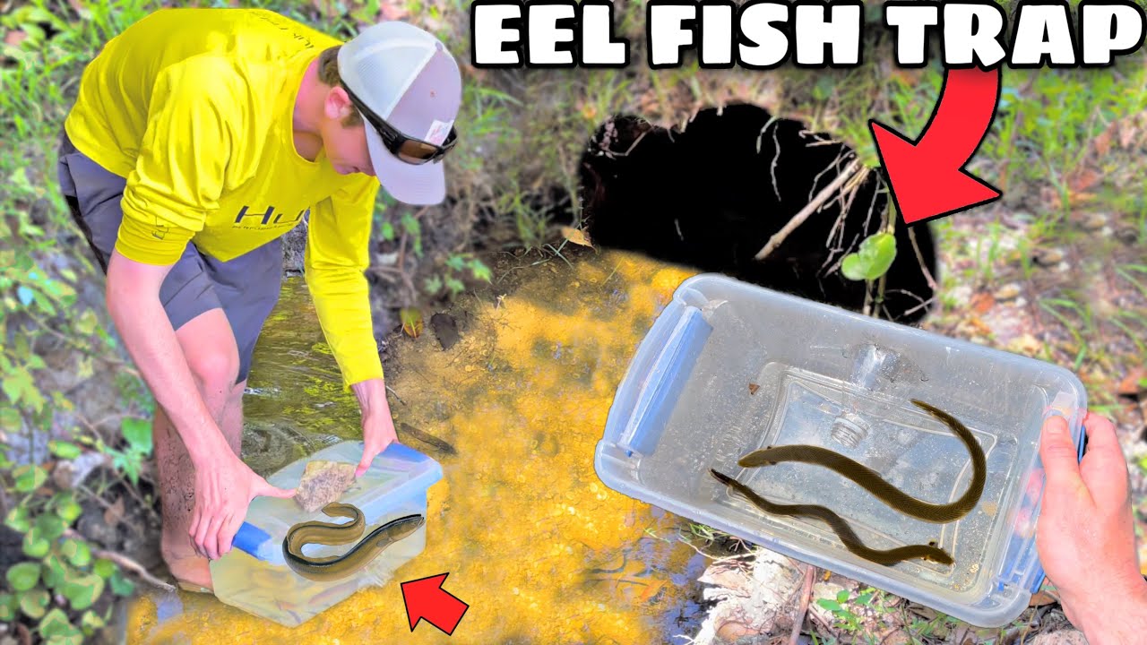 CATCHING EEL in TINY JUNGLE CREEK!