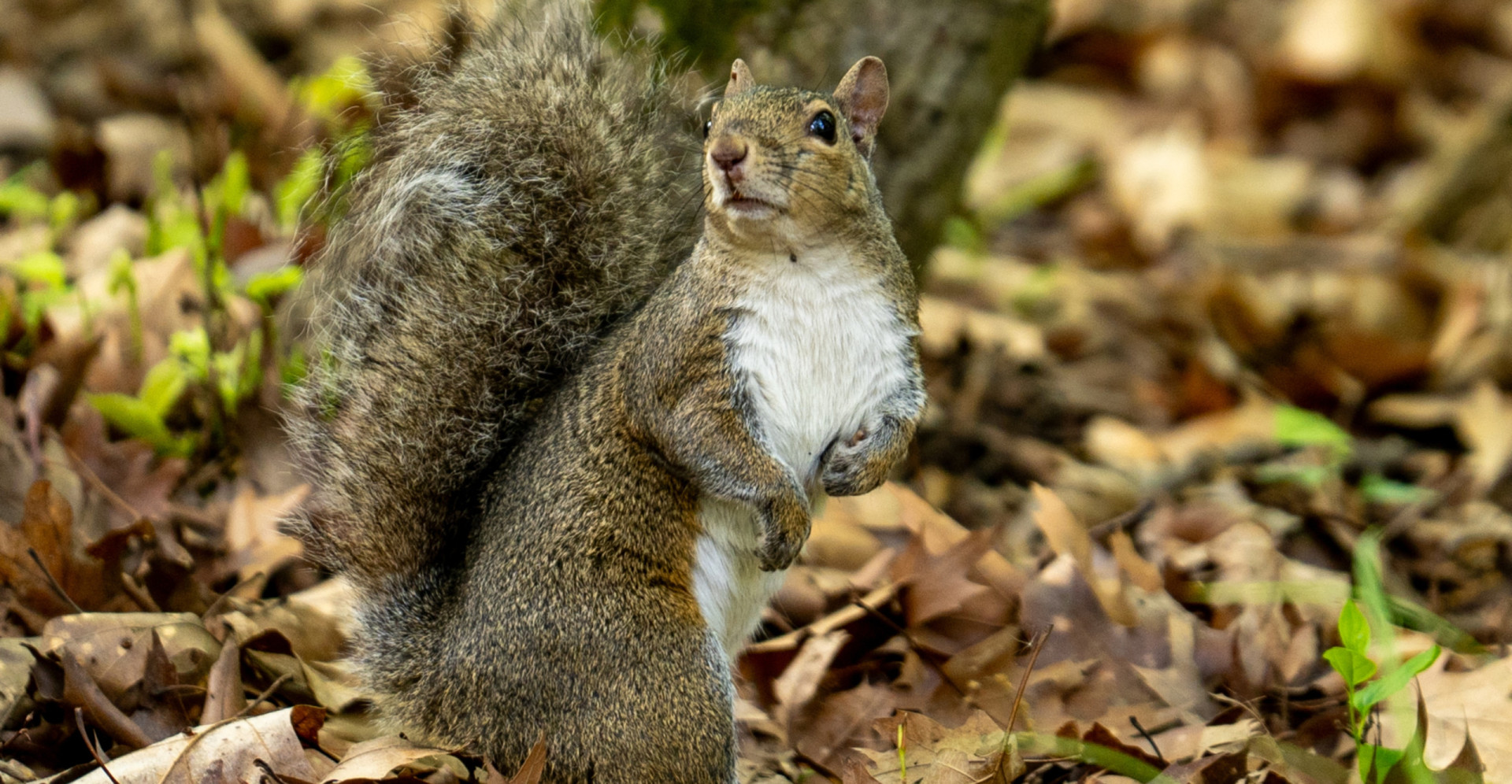 Animals that are thought to predict the weather