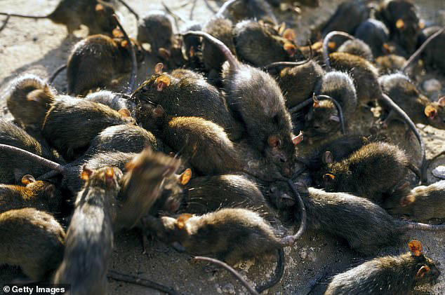 Millions warned to beware of frightening rodent disease as two ...