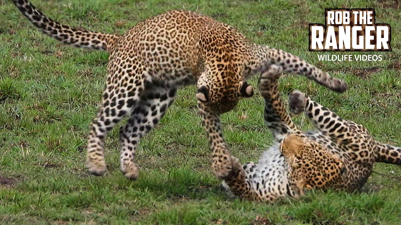 Leopard and Playful Cub in Maasai Mara Safari