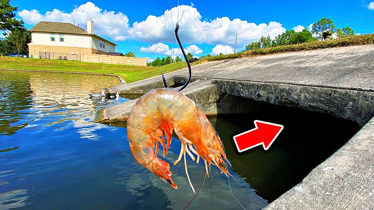 Dropping giant grocery shrimp into pond drains nonstop