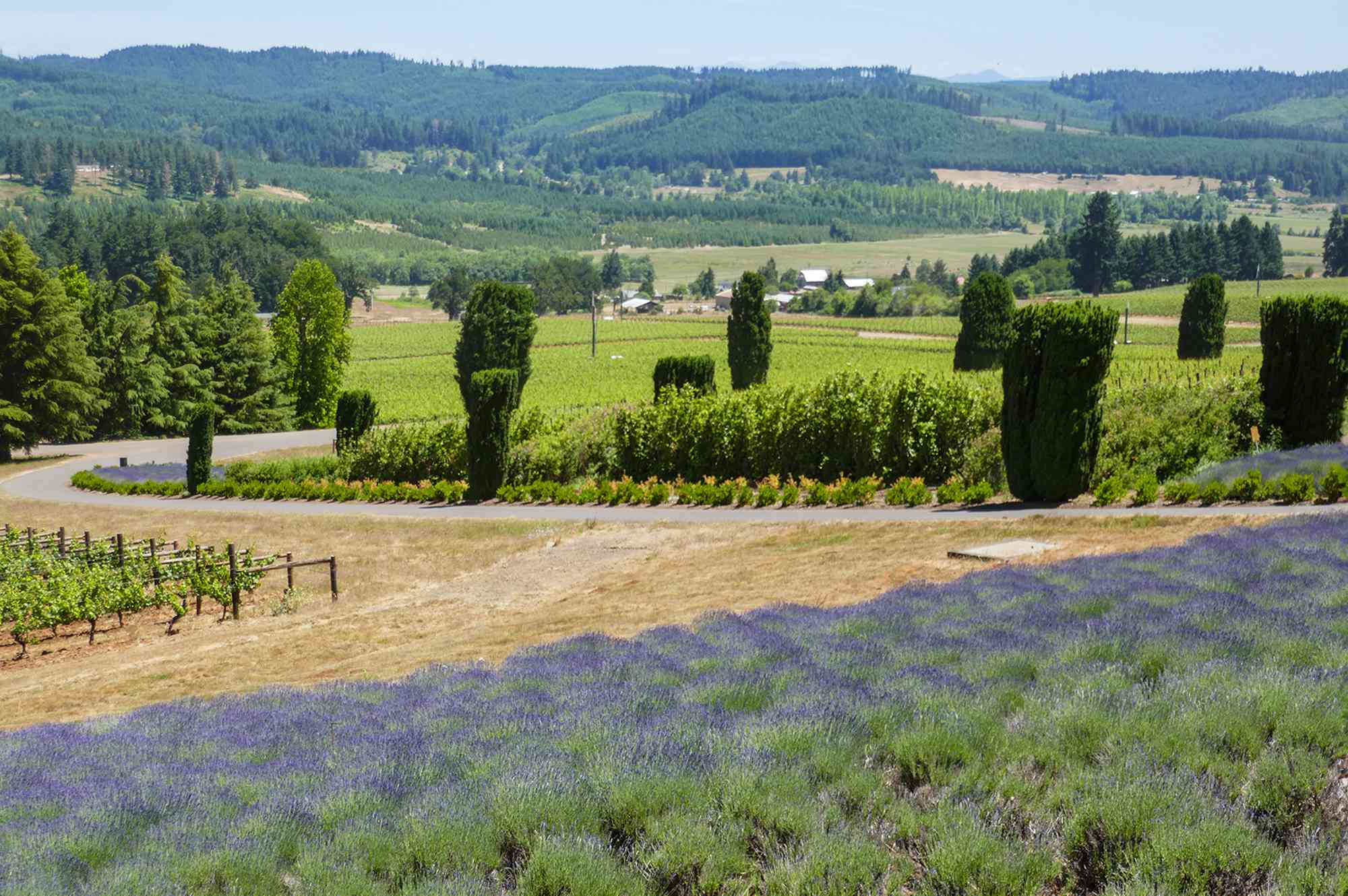 This U.S. 'Lavender Trail' Rivals the Fields of Provence—and It's About ...