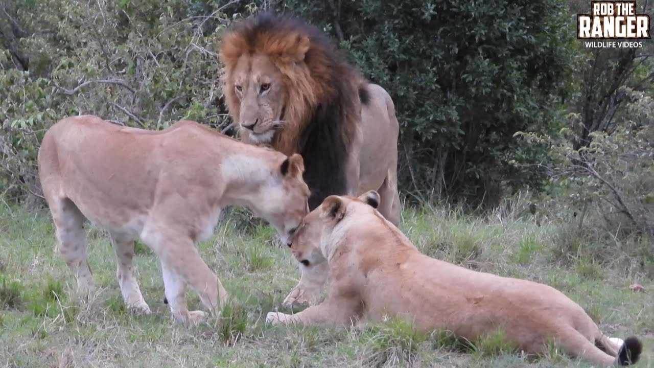 Lion searches for pride as lioness roars loudly